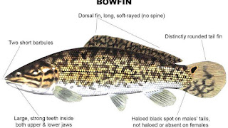 Bowfin