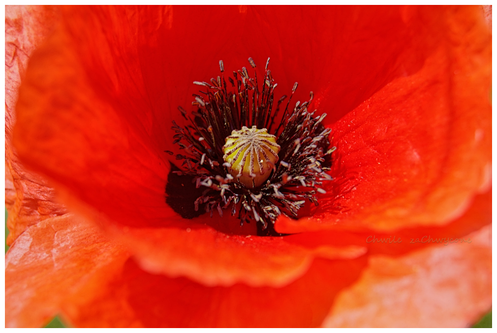 Chwile zaChwycone: A teraz maki!