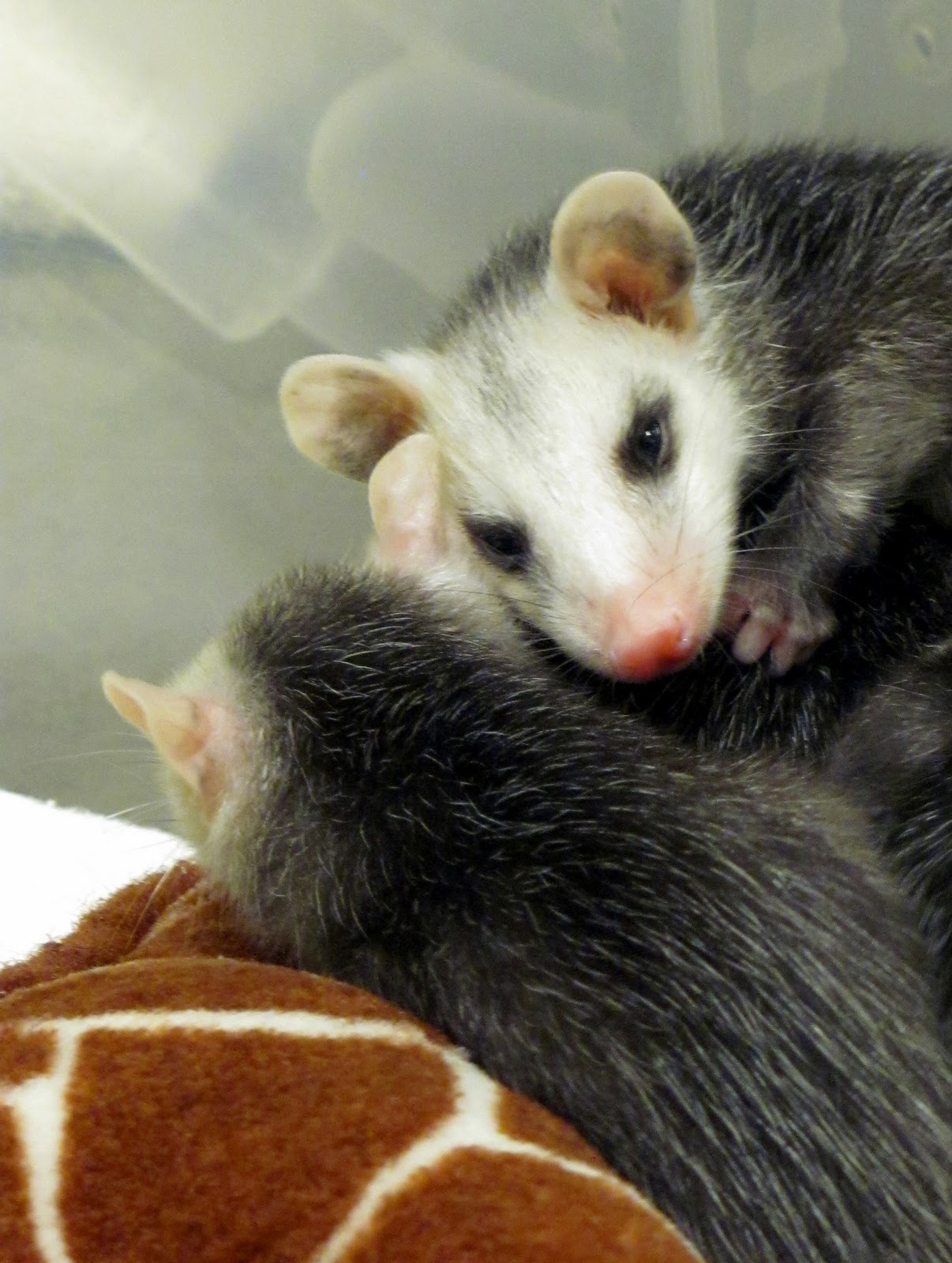 Wisconsin Wildlife Neighbors: A Tale Of Two Opossums
