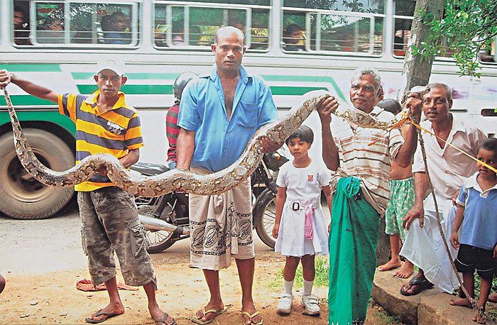 Sri lankan Reptiles: Python - Sri lanka