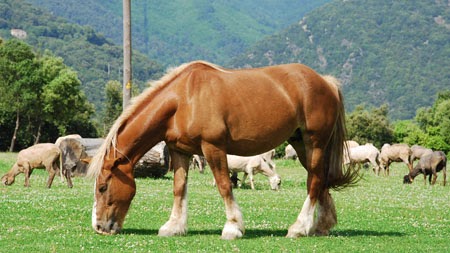 ELS ANIMALS DE LES TANQUES: EL CAVALL