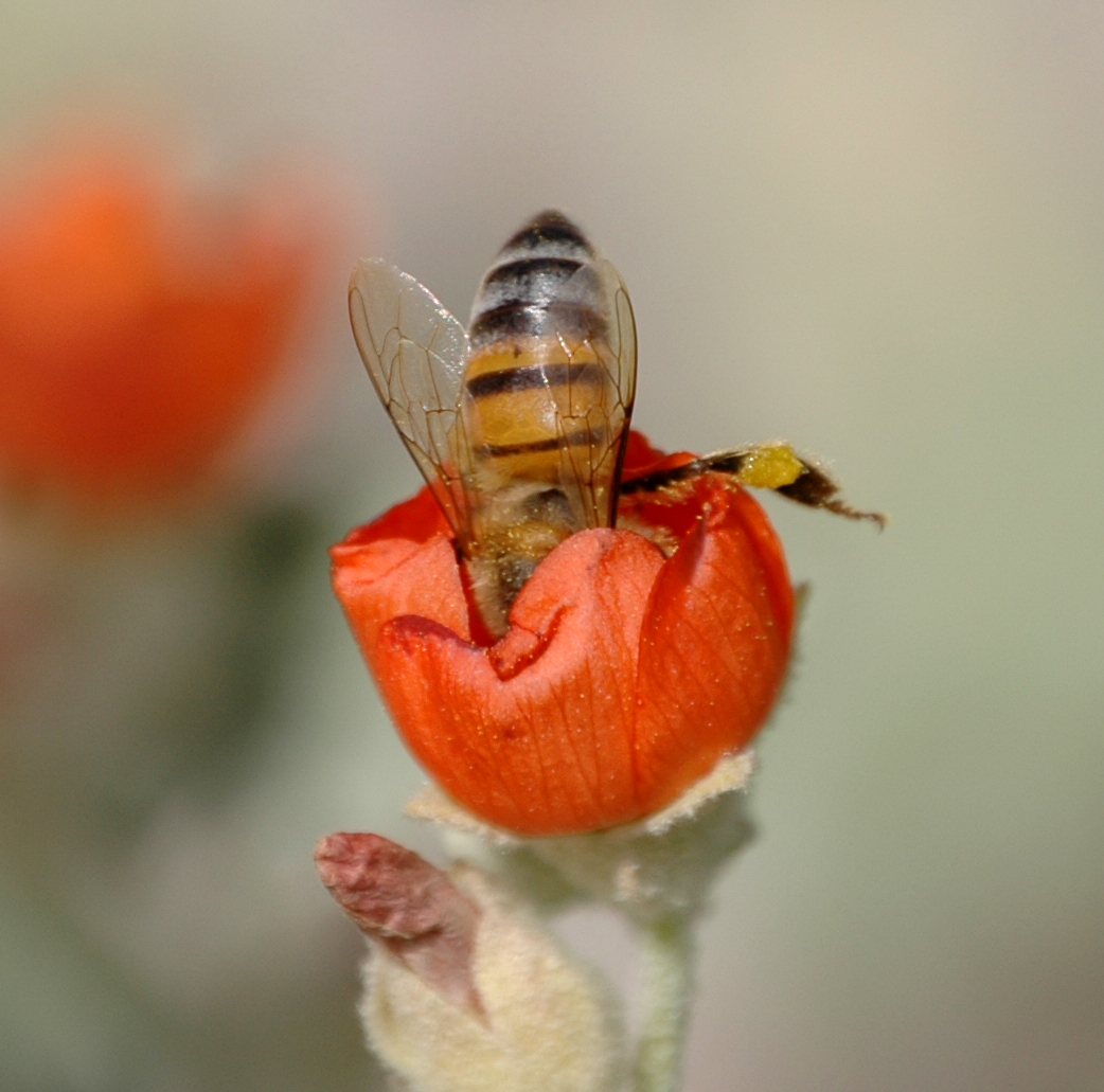 HONEY BEES: AN ADVENTURE: January 2012