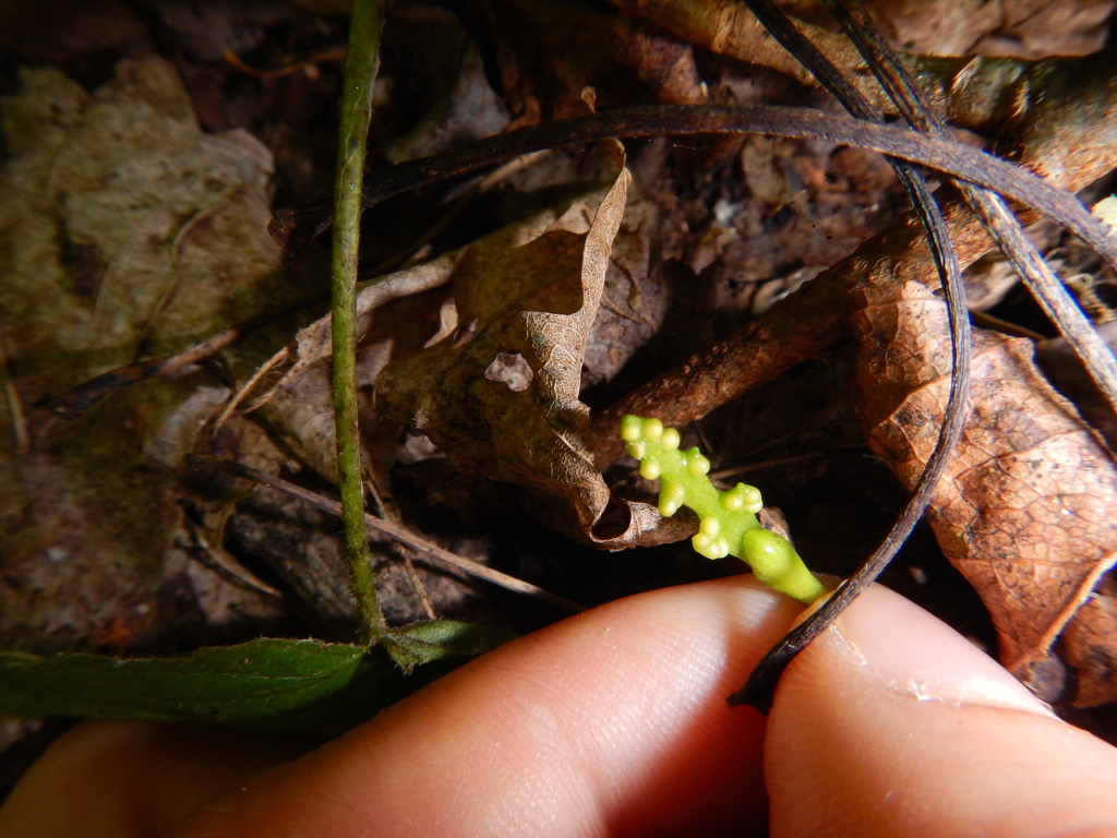 Botanizing: In Love with a Goblin...Fern