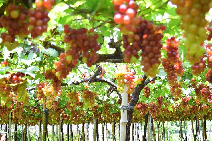 Girl Travel Factor: Growing Grapes Farm in the Philippines