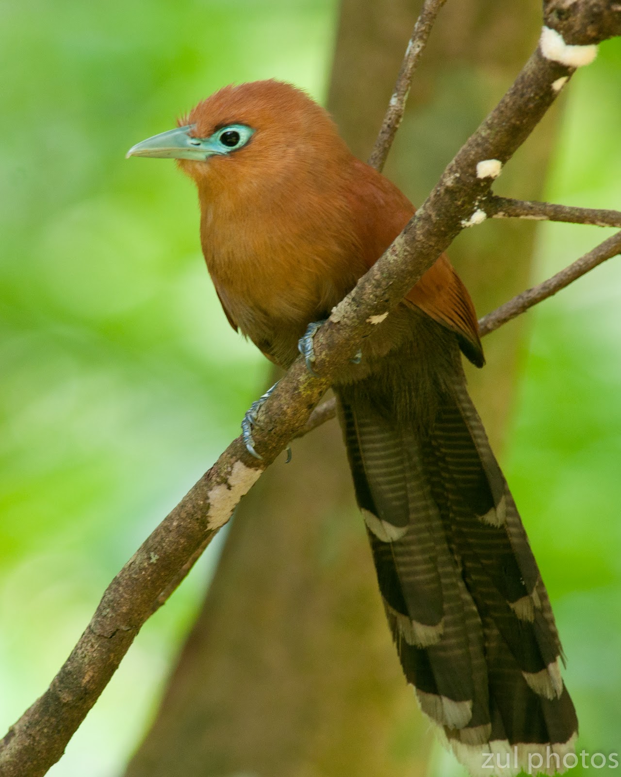 Zul Ya - Birds of Peninsular Malaysia: Raffles Malkoha