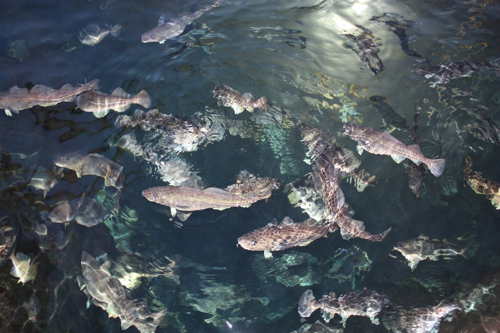 The Aquaculturists: 22/02/2017: Heliae Development, LLC and Syndel ...