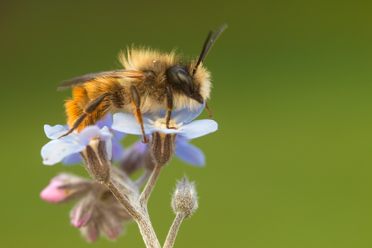 Matt Cole Macro Photography: Spring Bees