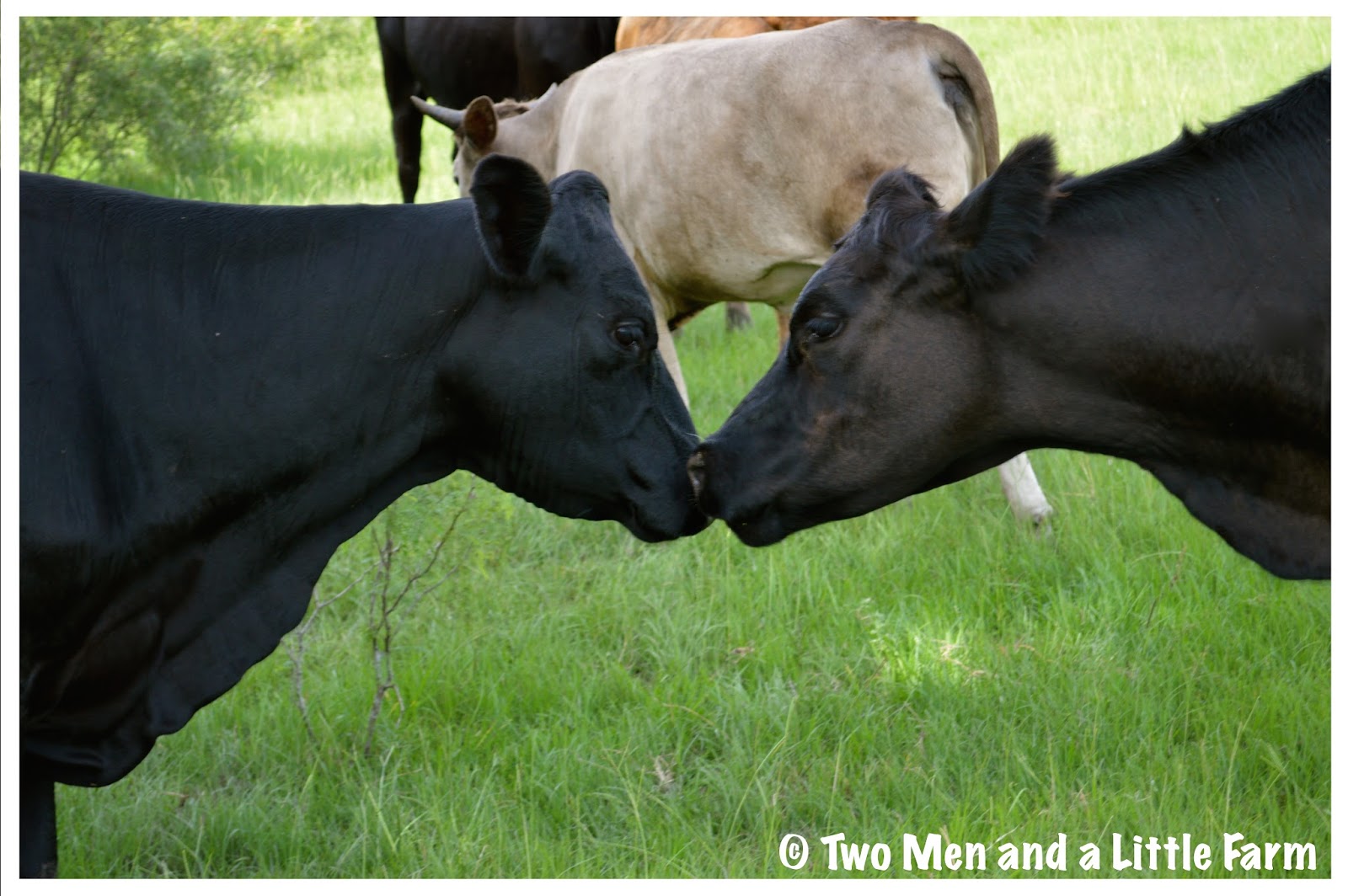 Two Men and a Little Farm: SWEET COWS
