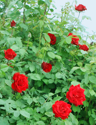 Photographing Flowers: Royal Reds