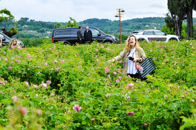 Handpicking the Rose Centifolia in Grasse, France – Emily Jane Johnston