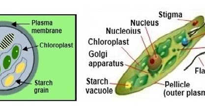 Alga dan Water Mold : Struktur, Sel, Contoh, Ciri-ciri, Gambar, Organel ...