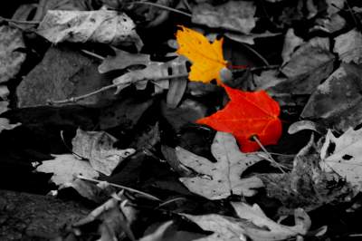 Paper Pleats and Ribbon Roses: New Beginnings - MIM #245 - Colour Isolation