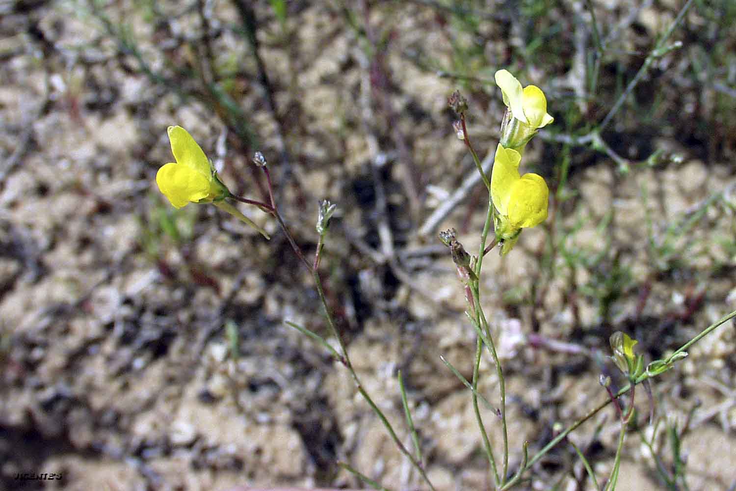Las flores silvestres de Hormaza: Linaria spartea