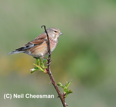 British Wildlife Photography: Linnet