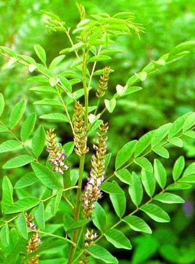 Asucre Athimathuram ~ Liquorice ~ Mulethi - The Self Contended Herb