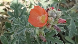 Out here in Pinon: Cool Ceiling