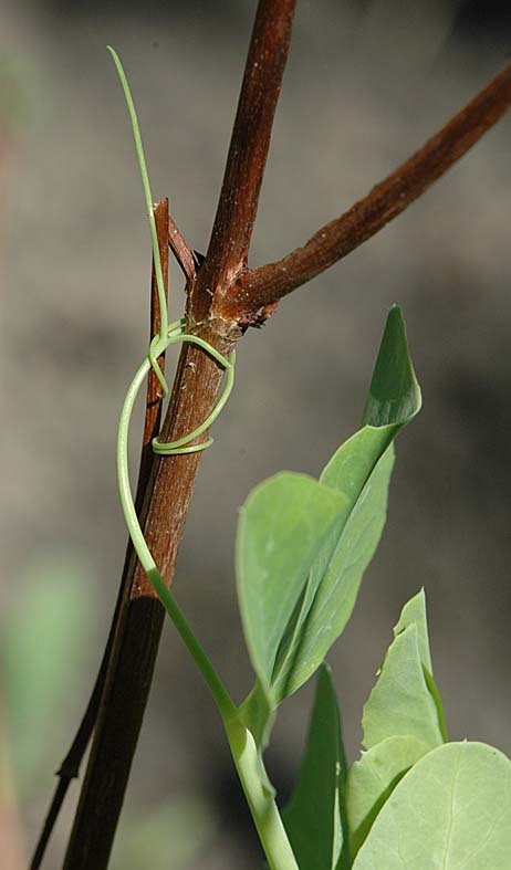 Insnared with Flowers..............: Climbers
