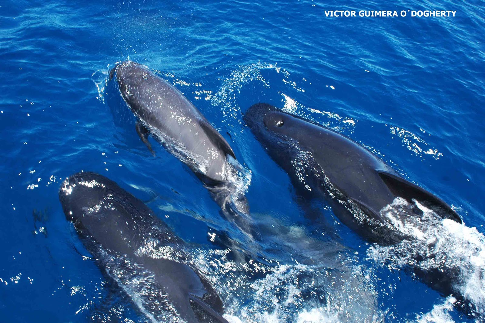 Mis imágenes de aves: EL CALDERON COMUN