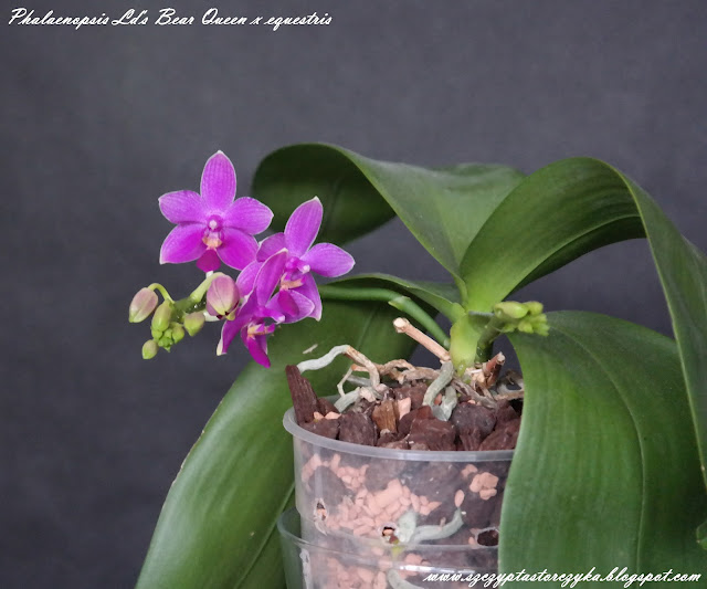 Phalaenopsis Ld's Bear Queen x equestris