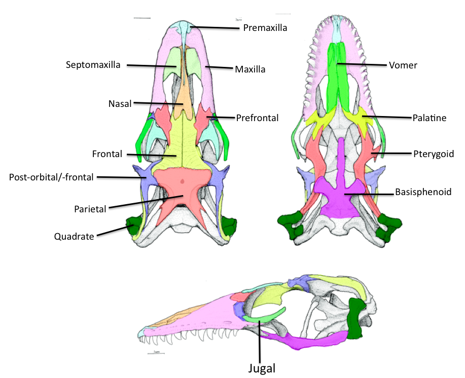 Biology of the Reptilia: Lab 5: Lepidosauria part 1: Sphenodontida ...