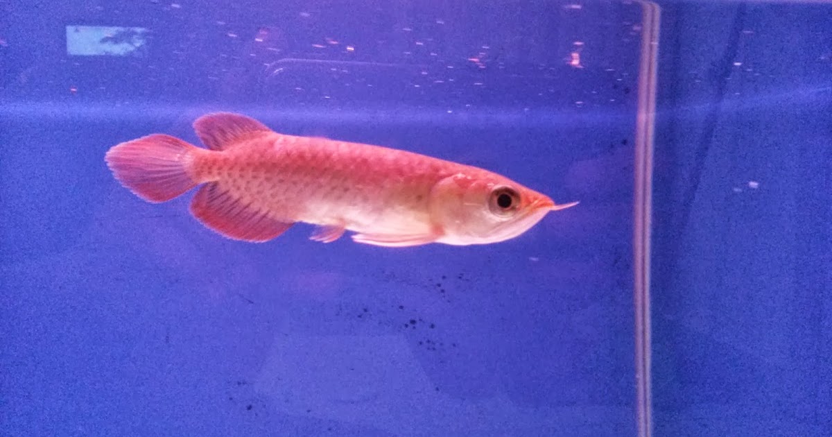 Baby Banjar Red Arowana