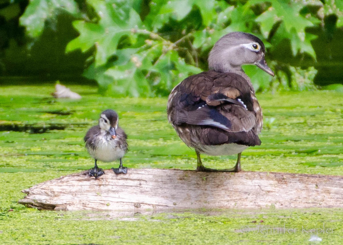 Snapshots of Nature: Holy Duck!