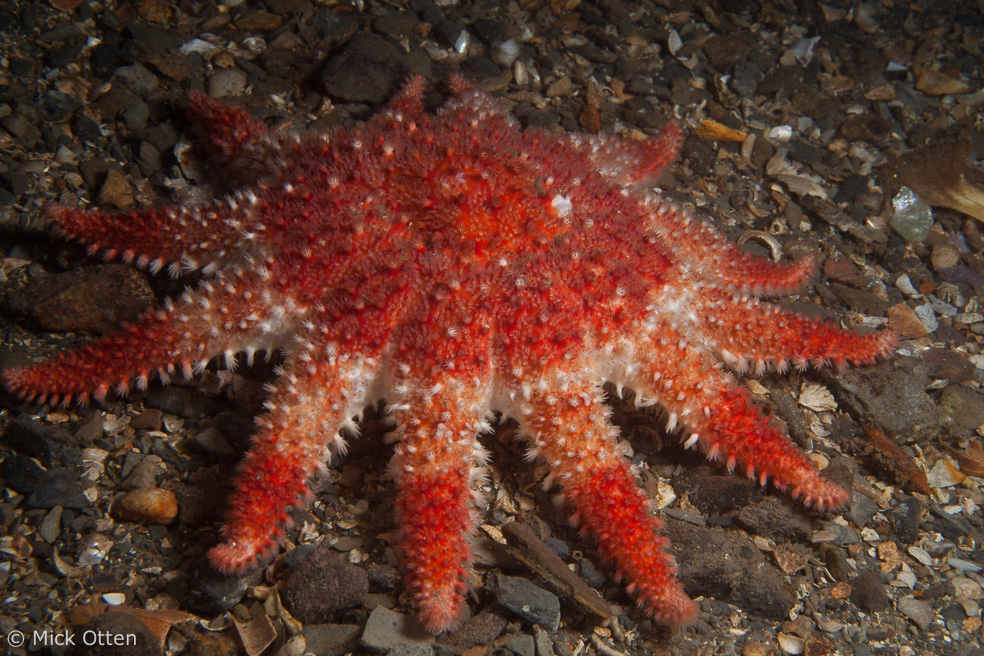 Mick's marine biology: Sea stars of Vancouver Island - part 1