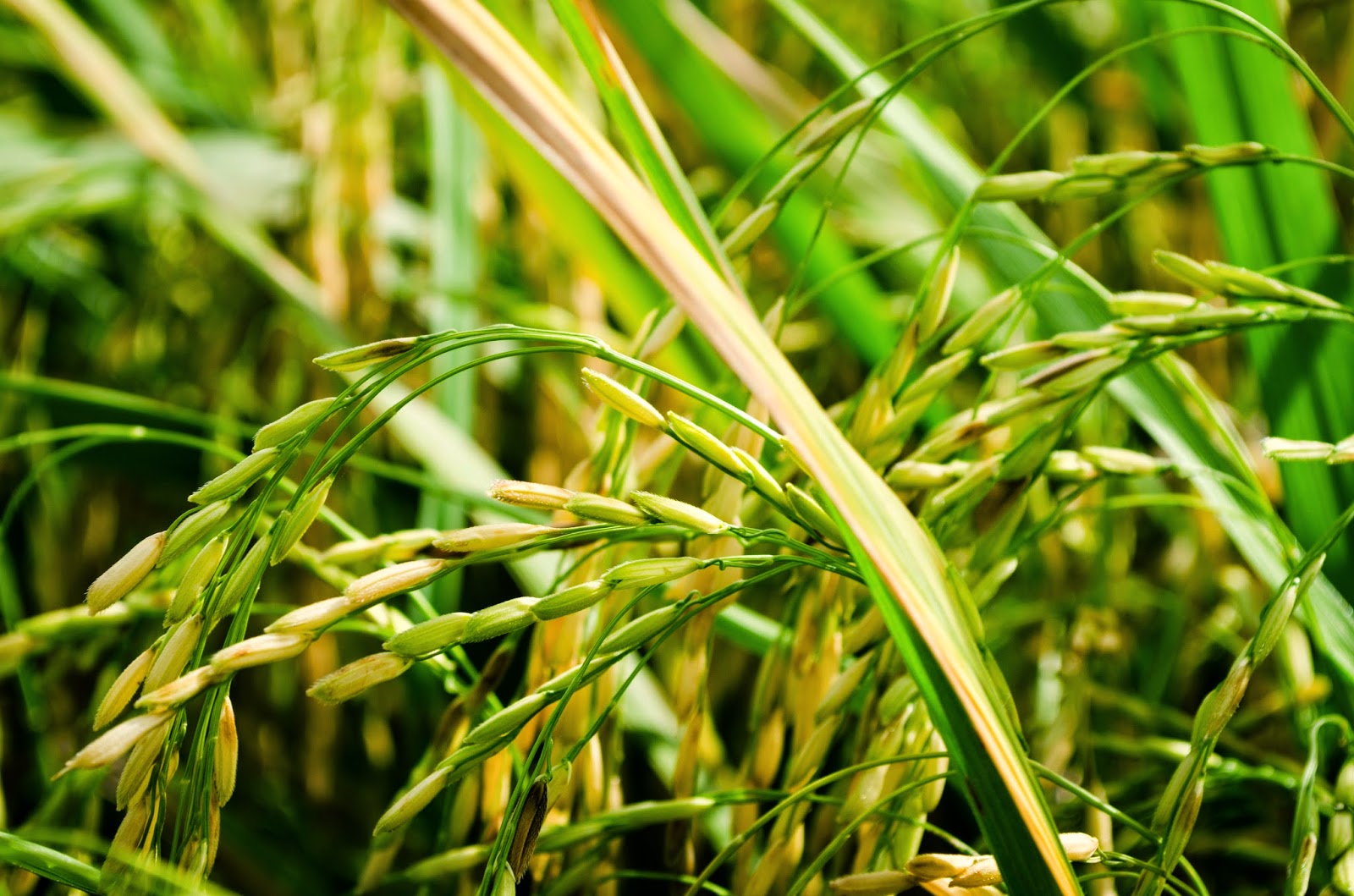 Padi & Huma - From Cairo With Love