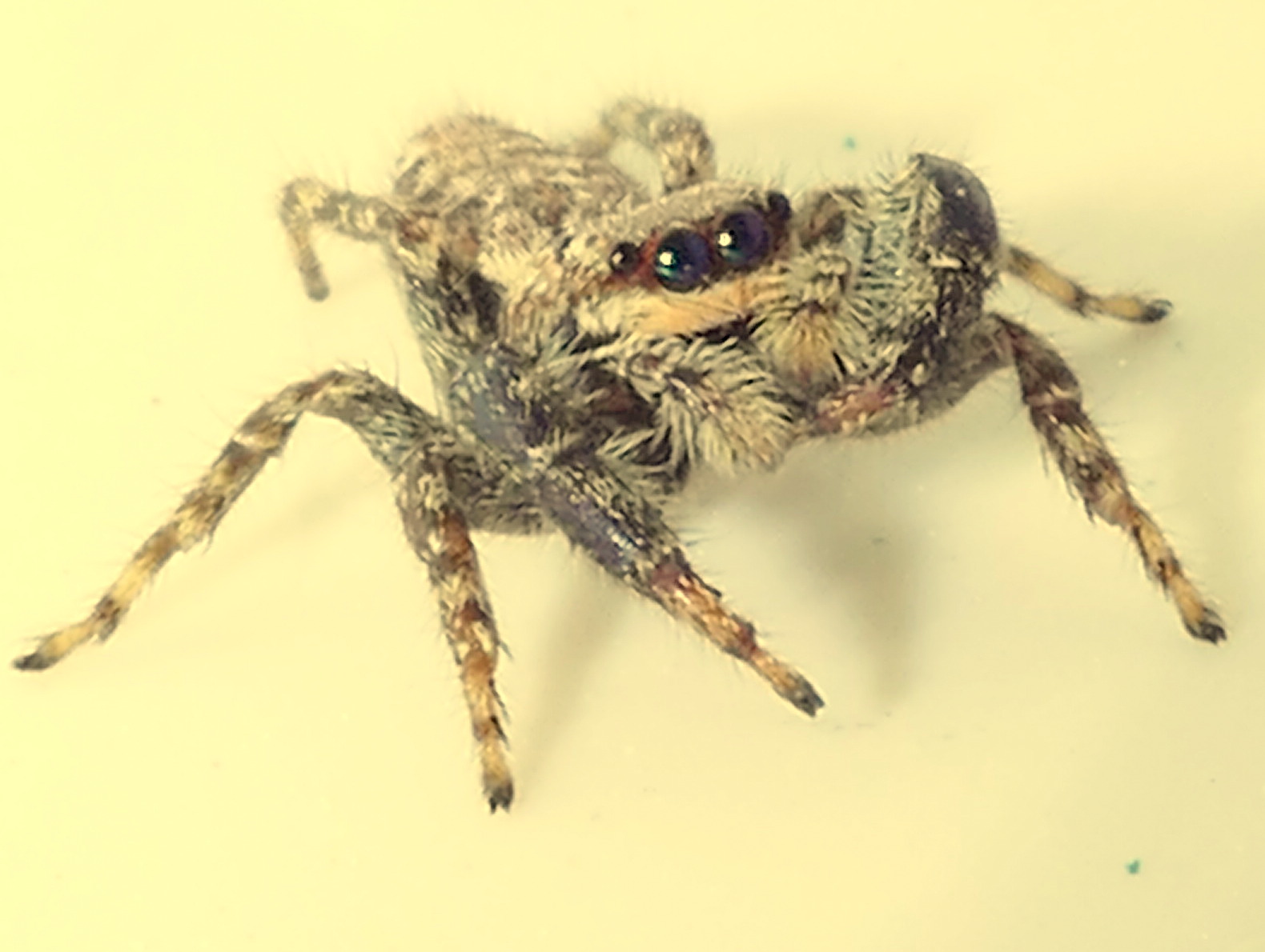 Peter Lovett's ramblings : Jumping spider, Salticus zebraneus in ...