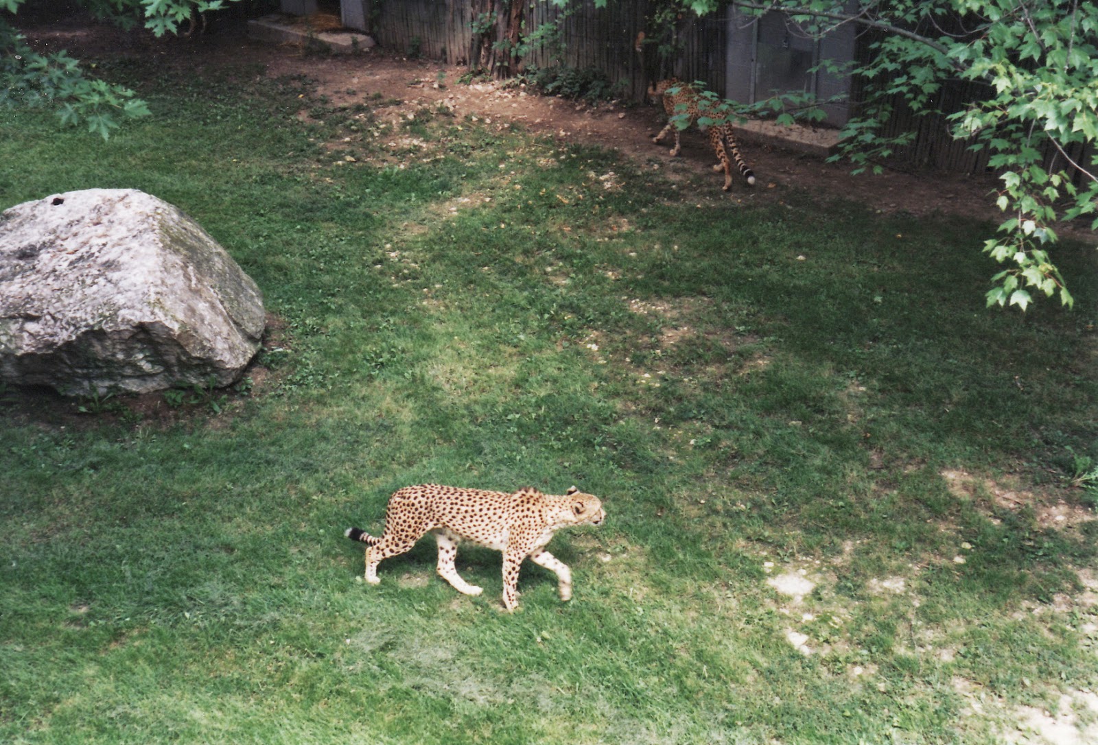 Zoo Tails: Cheetahs, Giraffes, and Zebras at the Columbus Zoo