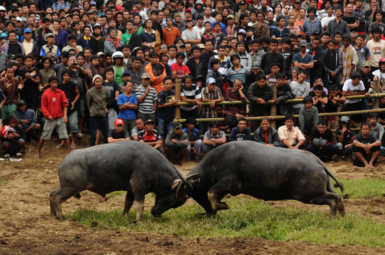 Rambu Solo, Pesta Penyempurnaan Kematian Orang Toraja | HORIZON BUDAYA