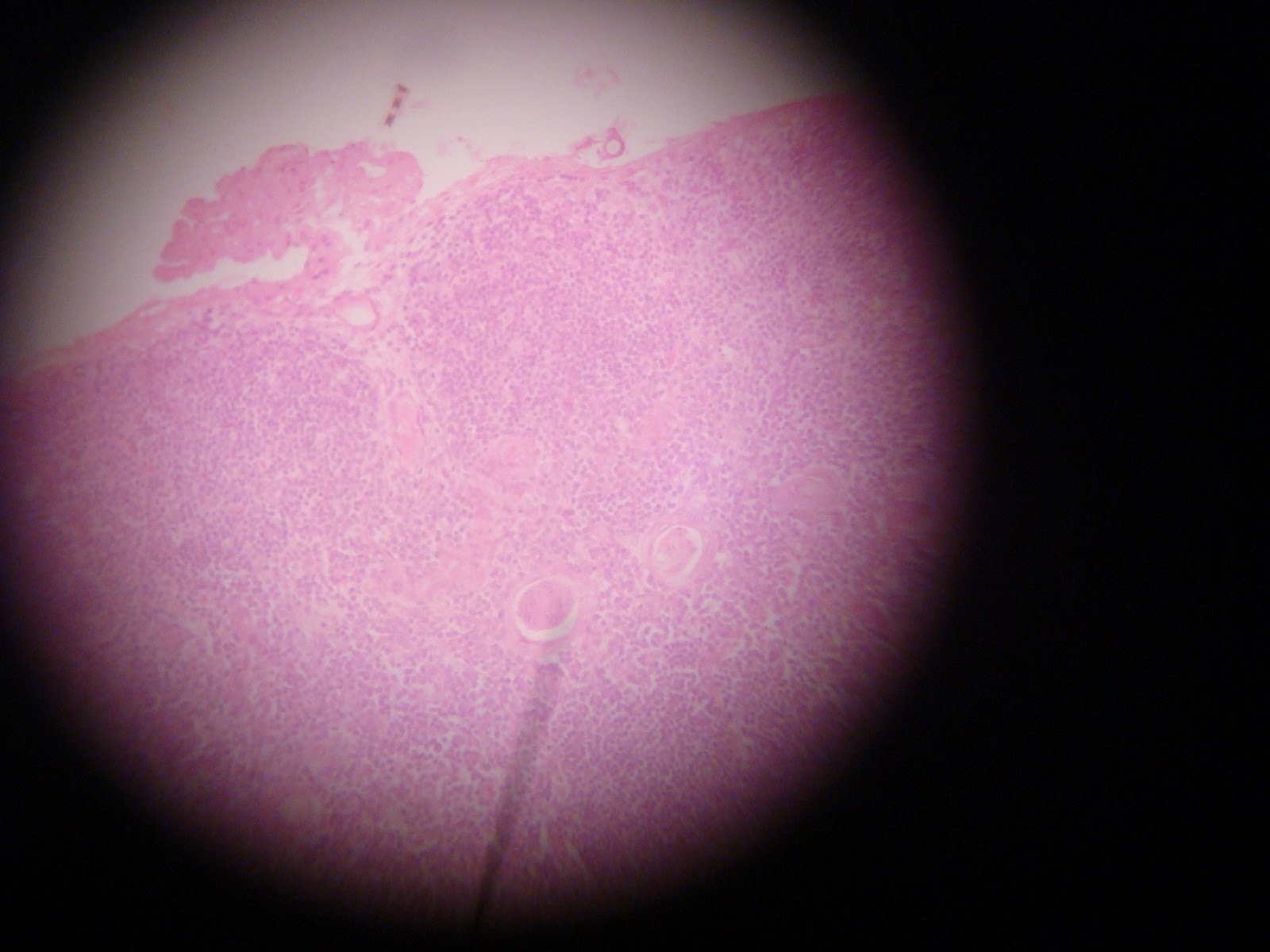 Medicina - Histología Humana / Medicine - Human Histology: Histologia ...