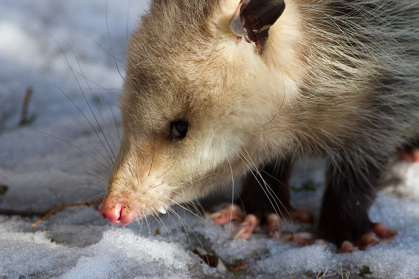 Ann Brokelman Photography: Opossum - back in the land of the cold ...