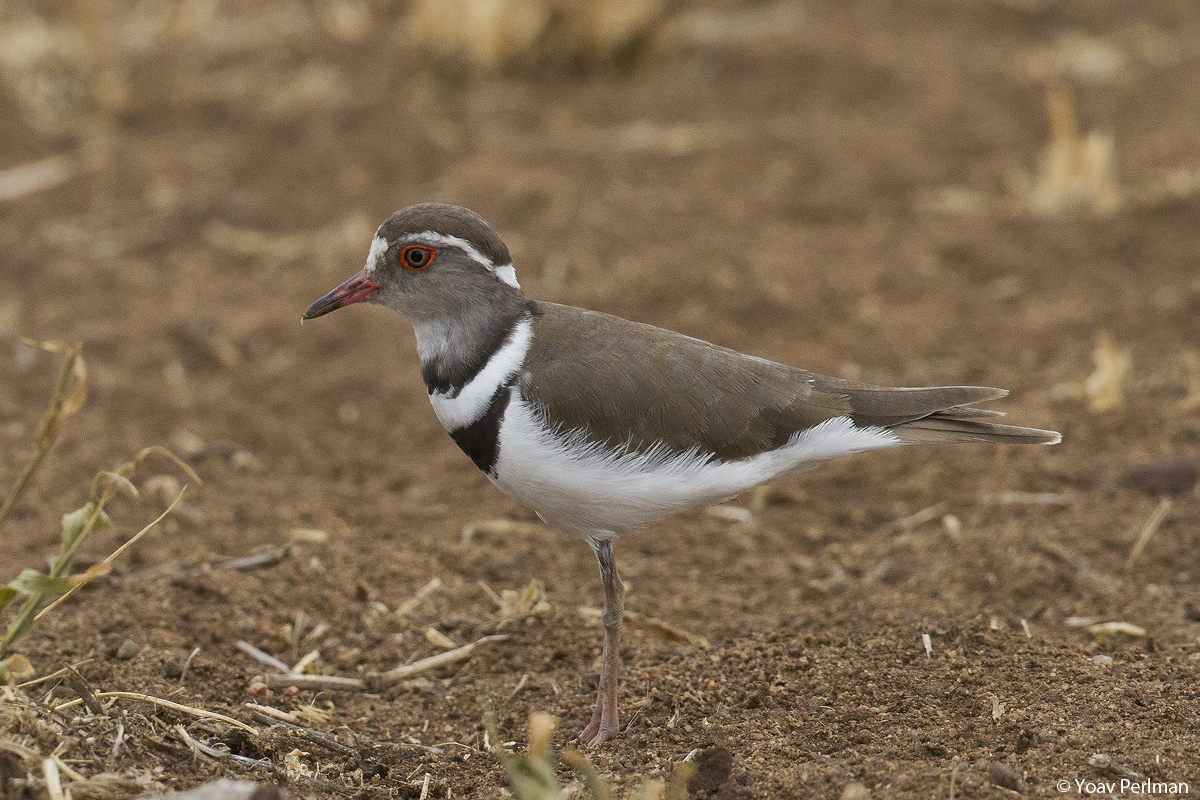 Colorful Birds of Kruger Park | Focusing on Wildlife