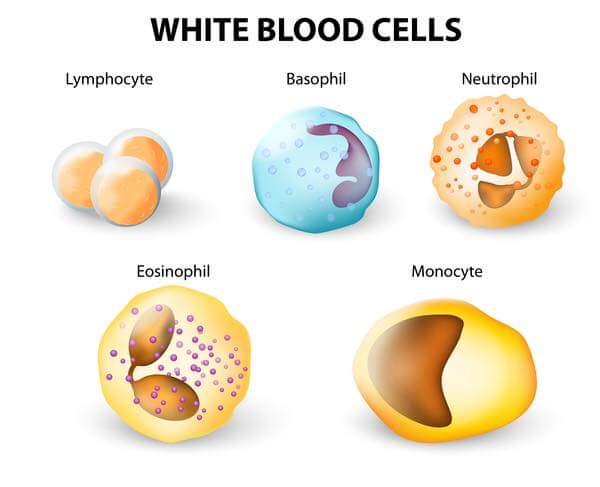 WBC anatomy and function