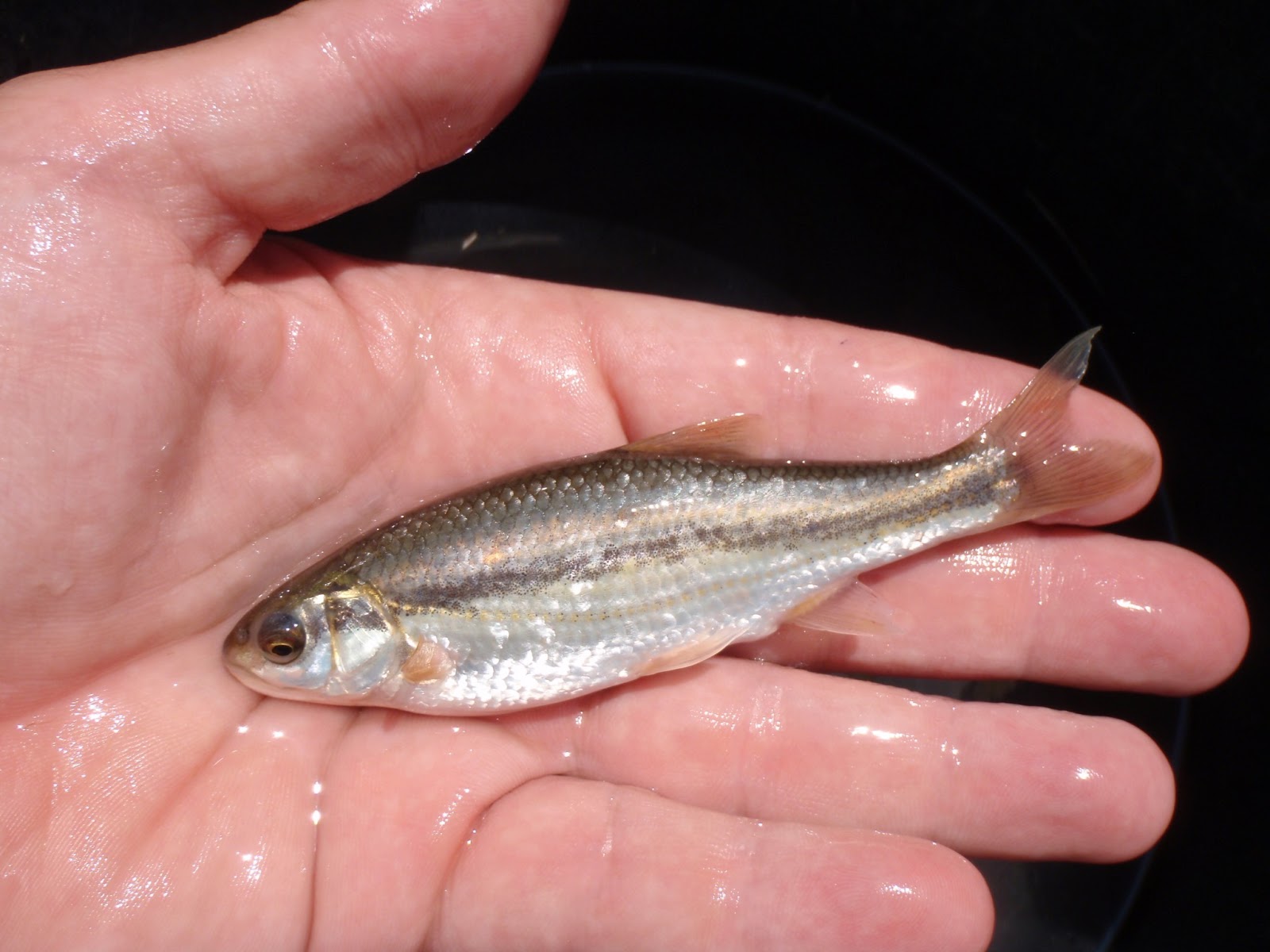 Athens Nature Journal: Peloponnesian fish survey: Let the fish speak!