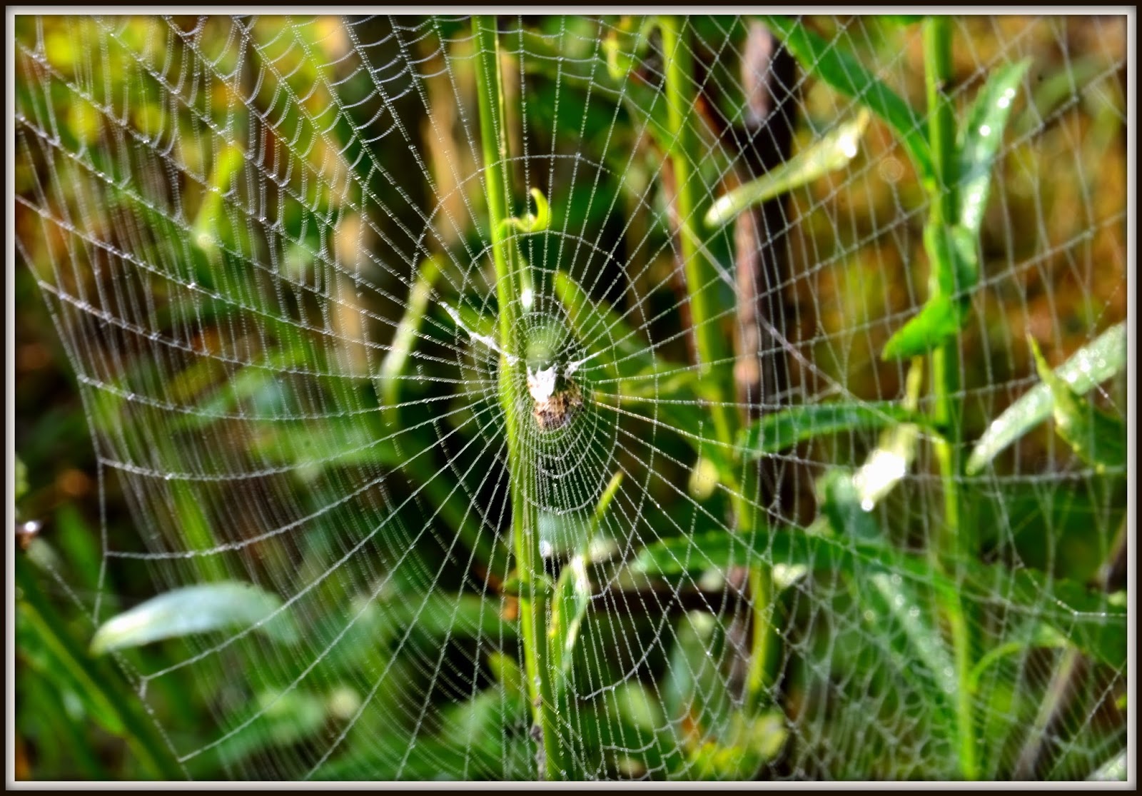 P365-Day40: the amazing...Spider Web