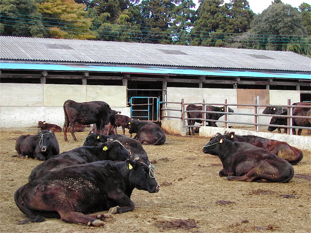 那須高原アルバム: 那須牛 Nasu-gyu