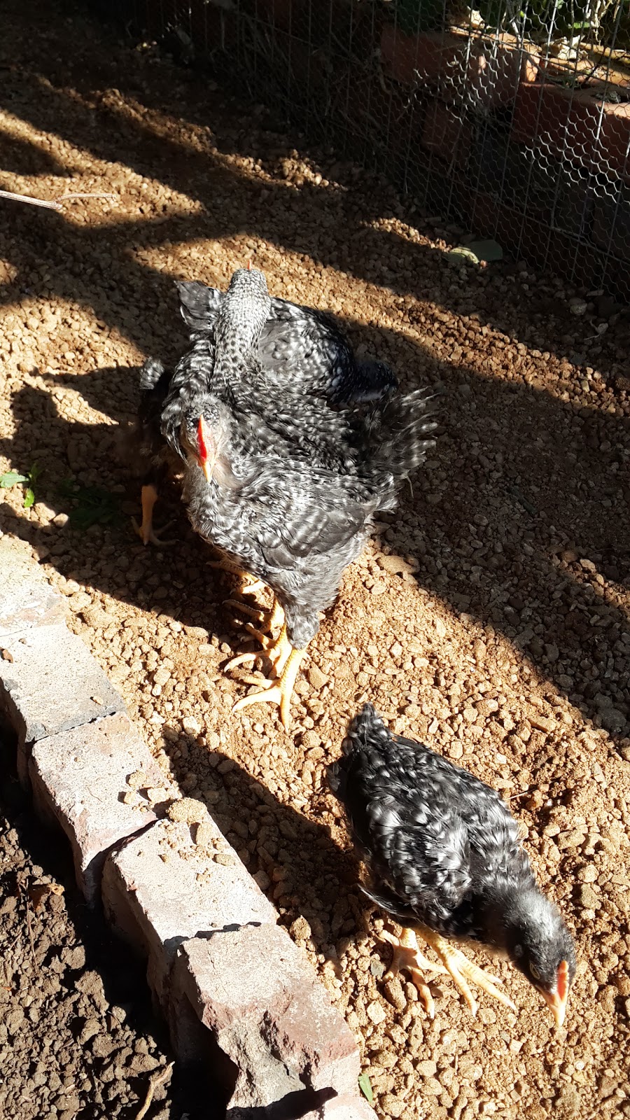 The Potchefstroom Koekoek: An old-fashioned, dual-purpose bird