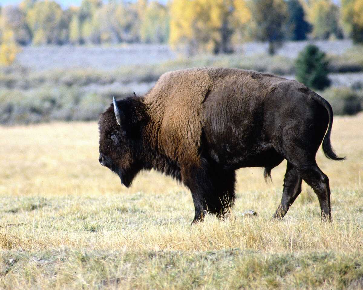 Straight from the bowels: The mighty bison