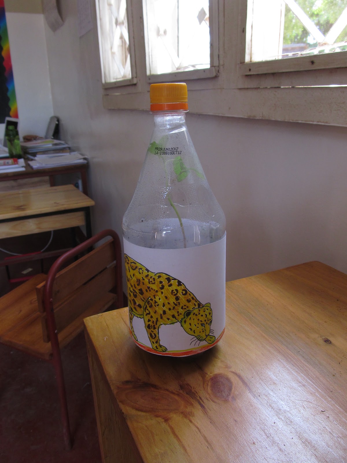 Megan in Moshi: Unit Study on Brazil