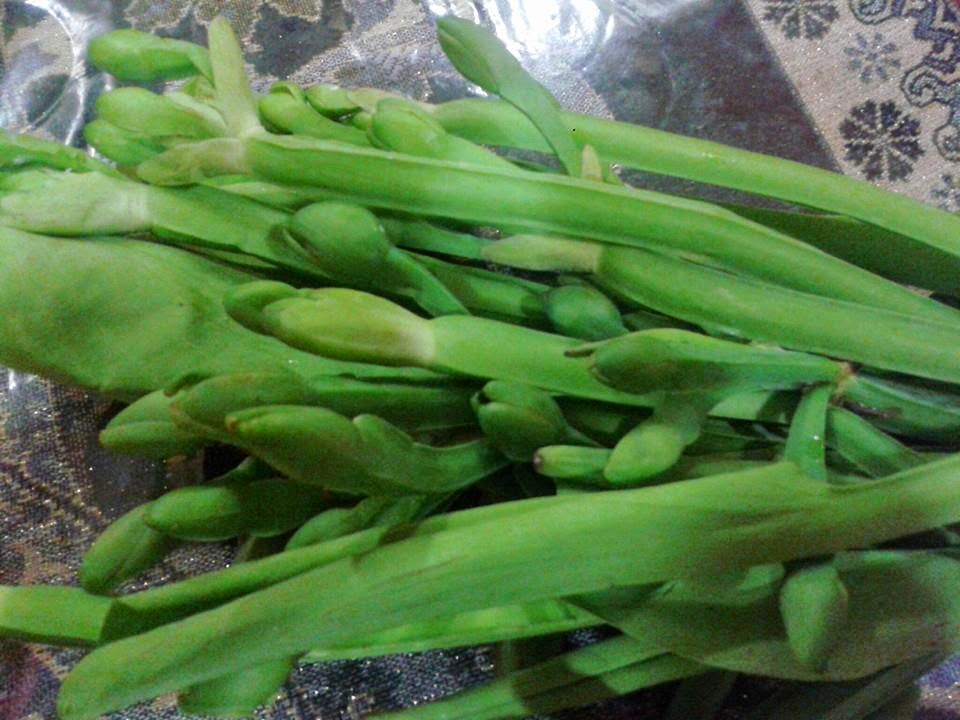 . statik: Resepi ‪Paku Rawan‬ / Bunga Keladi‬ / Pucuk Selimpat ...