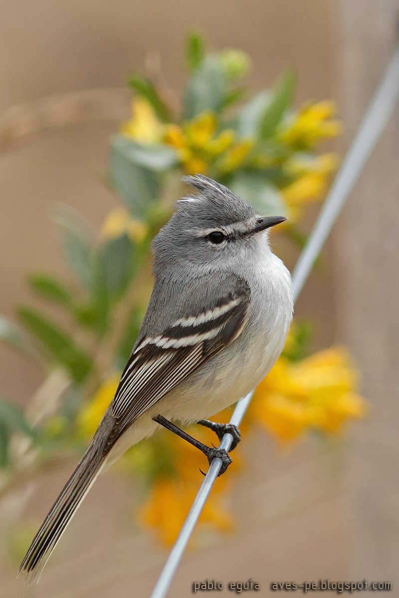 mis fotos de aves: Serpophaga (subcristata) munda Piojito Vientre ...