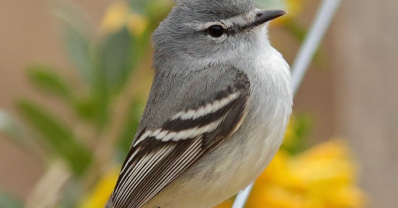 mis fotos de aves: Serpophaga (subcristata) munda Piojito Vientre ...