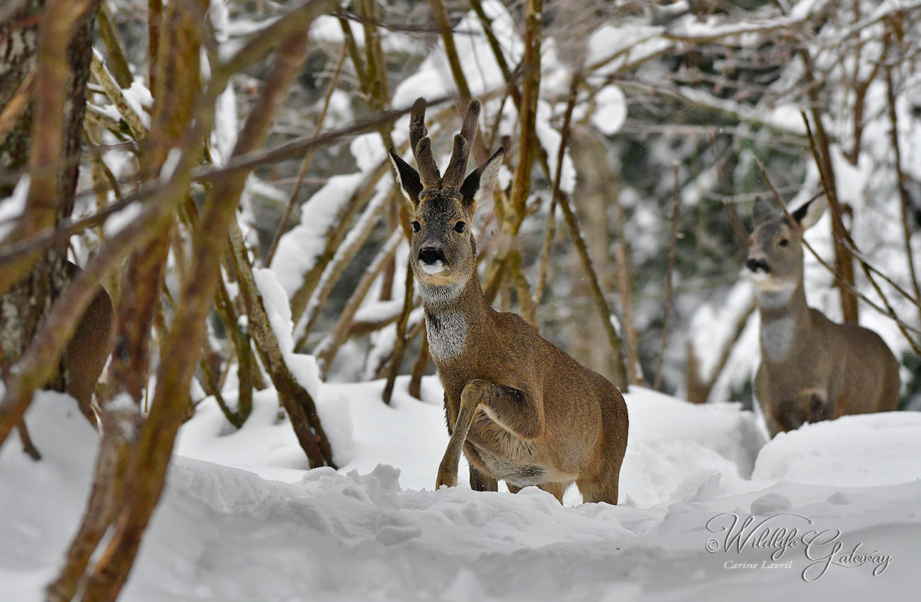 WILDLIFE GATEWAY: Dans la neige, les chevreuils