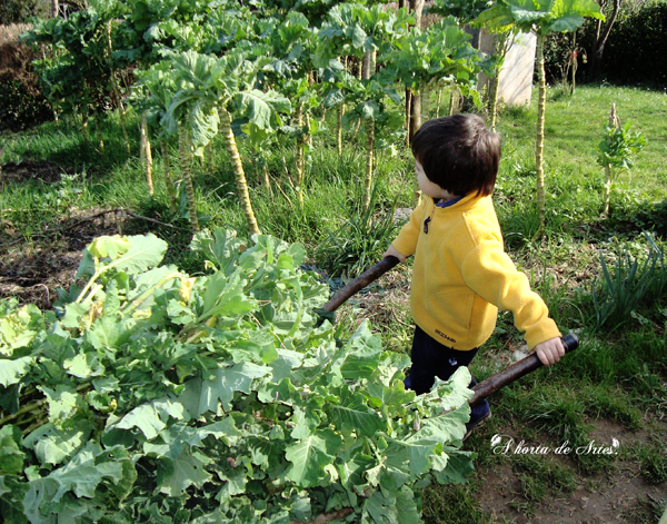 A horta de Artes: BERZAS