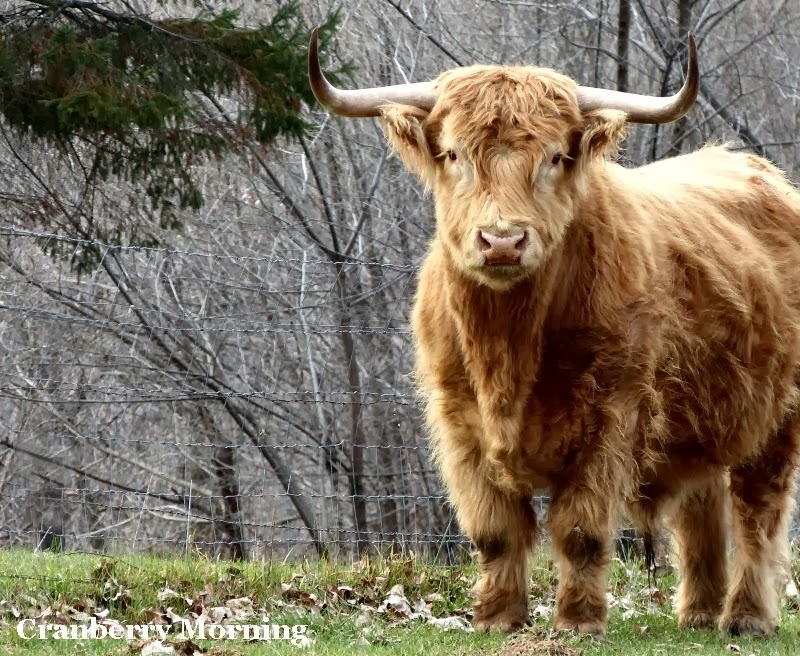Cranberry Morning: Highland Cattle, Wisconsin Barns, Remember November