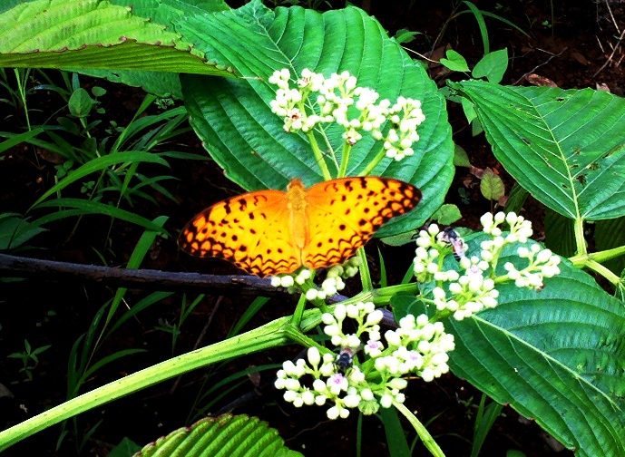 Trekking Ghansoli Gawli Dev (Parsik) Hill