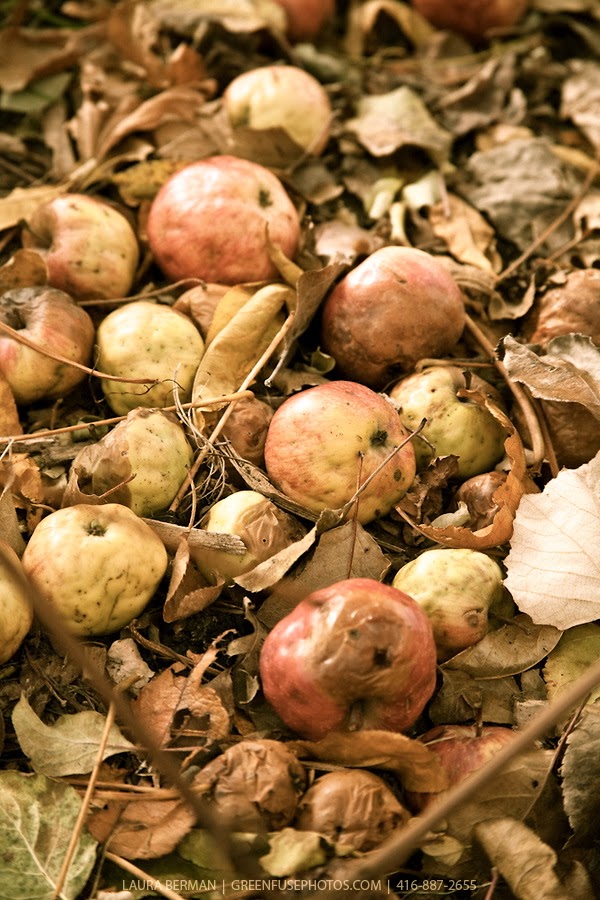 The_life_of_a_day_tom_hennen flanvalio