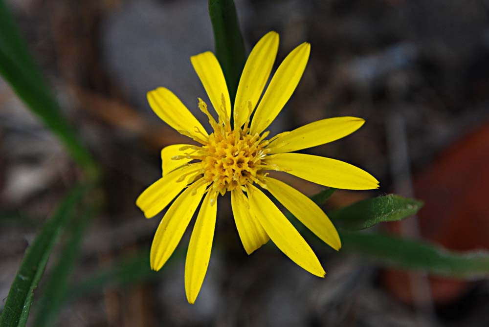Space Coast Wildflowers: February 2012